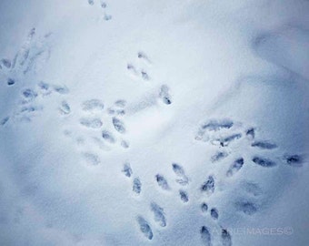Bunny tracks | Etsy