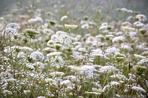 Queen Anne's Lace Field of Flowers Summer Flower Field