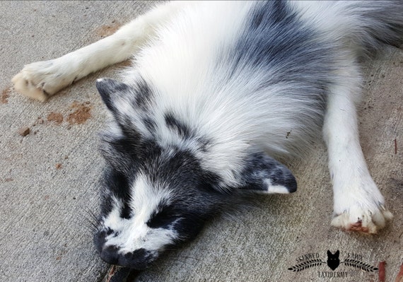 Items similar to Beautiful Standard Marble Fox for Soft Mount Taxidermy ...