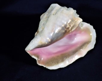 Large conch shell | Etsy