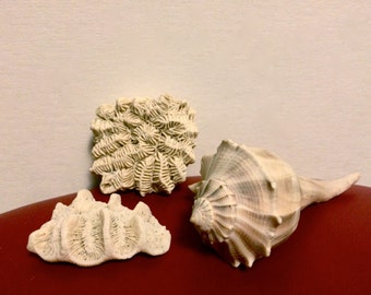 Shell knob | Etsy
