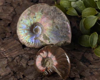 Opal fossil | Etsy