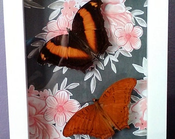 Real Butterfly Display Blue Mountain Butterfly