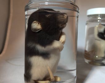 Wet specimens | Etsy