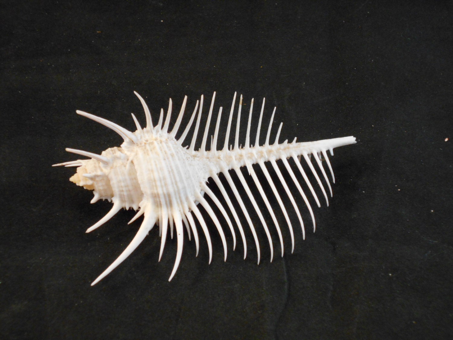 Little Venus Comb Murex Shell 2-3 Seashells Amazing