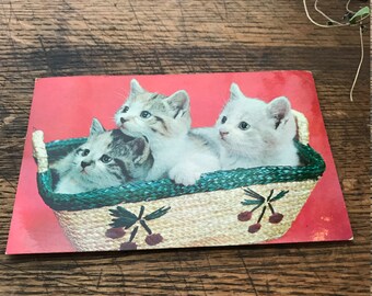 Vintage cat postcard | Etsy