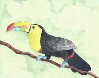 Keel billed toucan | Etsy