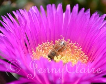 BEE Digital download photography honey bumble bee instant