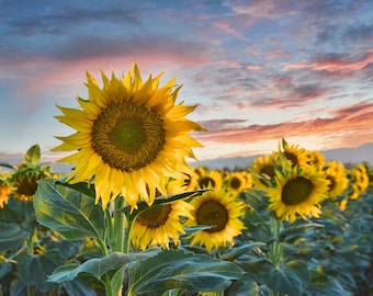 Sunflower decor | Etsy