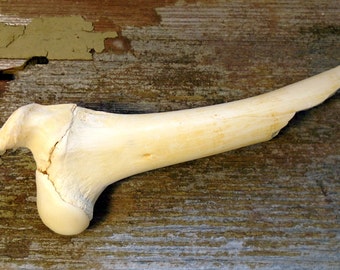 Femur | Etsy