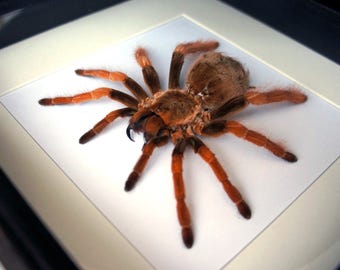 Real framed spiders and insects by TarantulaBox on Etsy