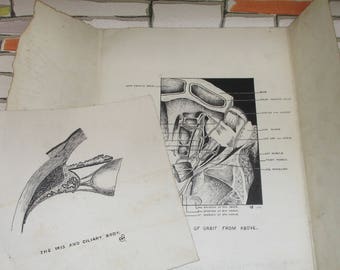 Knitted Dissected Bat Specimen PDF Pattern