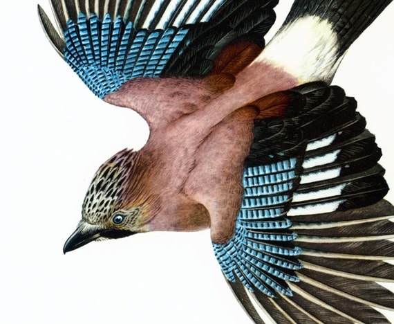 1961 Eurasian Jay Siberian Jay vintage Bird Print