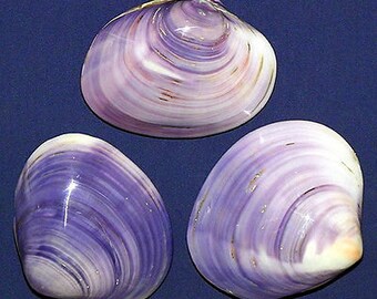 Purple clams | Etsy