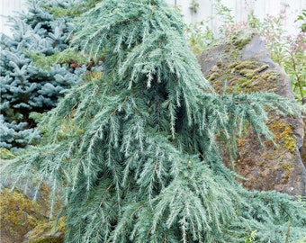 Deodar pine cone | Etsy