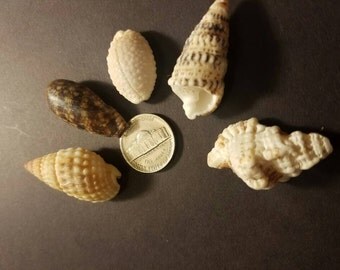 Sea shell horn | Etsy