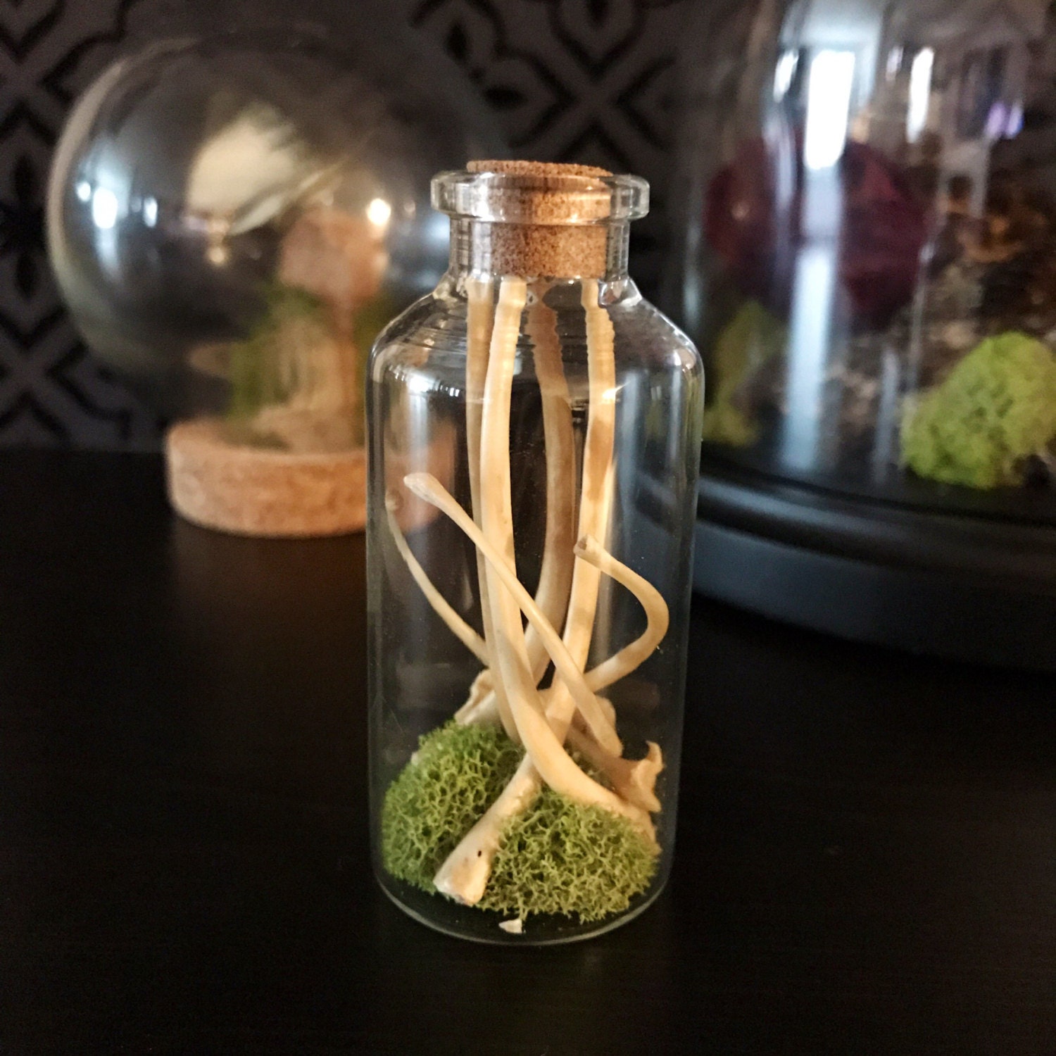 Python Snake Rib Bones Oddity Terrarium Vial Taxidermy