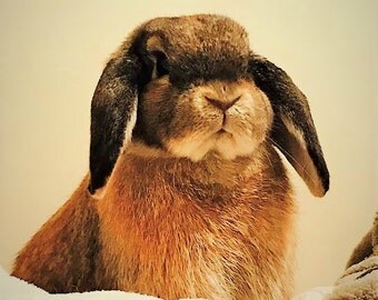 Surreal Rabbit Photo Rabbit Photo Bunny Art Bunny Print