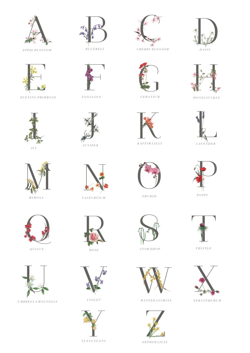 Botanical Alphabet Poster. Poster. Large art print. Botanical