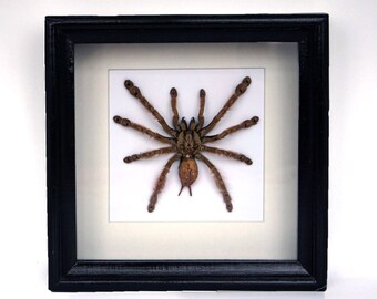Real framed spiders and insects by TarantulaBox on Etsy