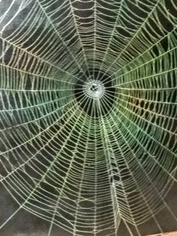 REAL SPIDER WEB.Beautifully colored and the shape and