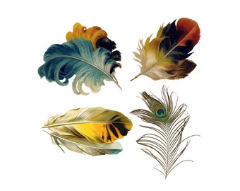 Feathers clip art | Etsy