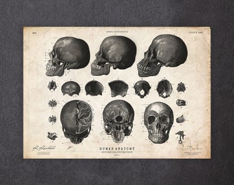 Skull anatomy | Etsy