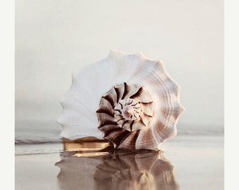 Items similar to Sea Shell Photography-Sea Shell Art, Beach Photography ...