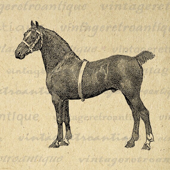 Printable Image Hackney Stallion Horse Download Graphic