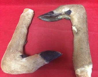 Deer hooves | Etsy