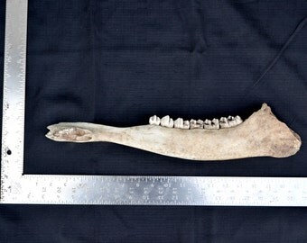 Items similar to Animal bones / skull art / teeth jewelry / moose ...