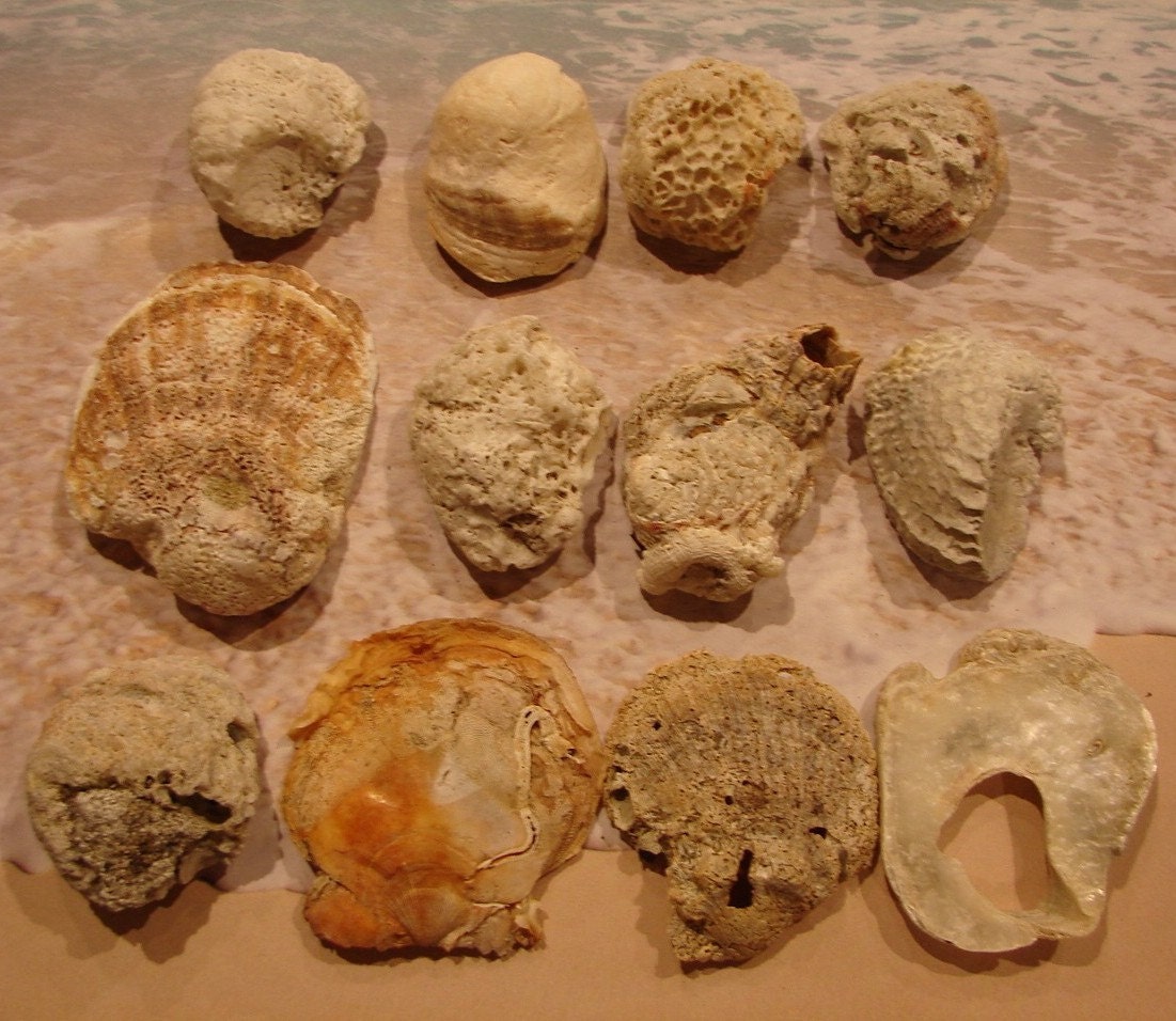 Seashells 12 unusual Clam Sea shells 2 to 3 1/4