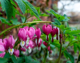 Bleeding heart | Etsy