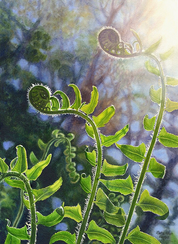 Ferns Watercolor Painting Print by Cathy Hillegas 12x16