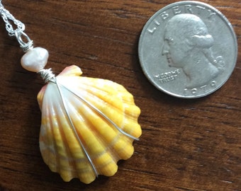 Large sunrise shell | Etsy