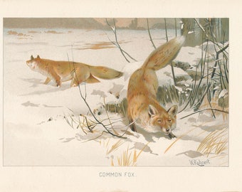Vintage fox print | Etsy