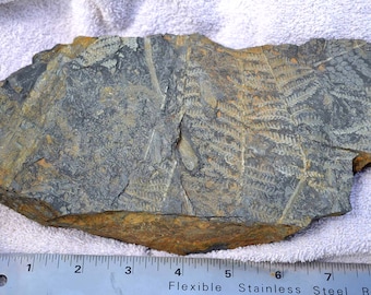 Fern fossils | Etsy