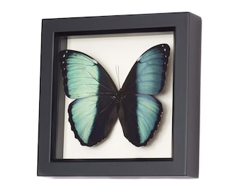 Real Butterfly Display Blue Mountain Butterfly