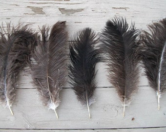 Emu feathers | Etsy