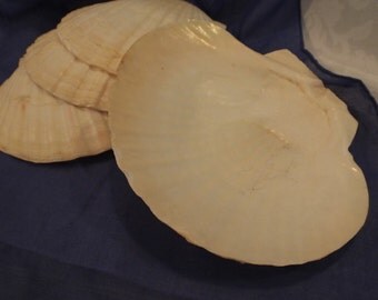 Natural sea shells | Etsy