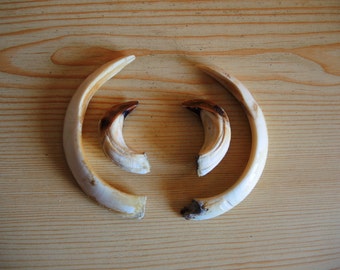 Pig teeth | Etsy