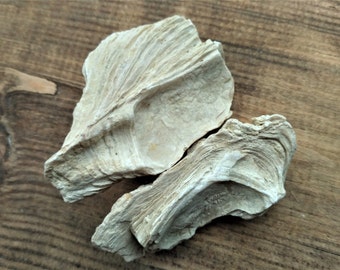 Rare sea shells | Etsy