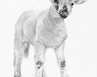 Lamb portrait | Etsy