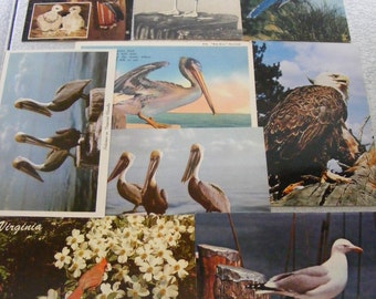 Bird postcards | Etsy