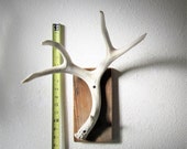 Handcrafted Natural Wall Hooks made from Tree by Hookedtonature