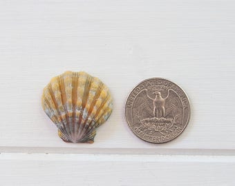 Sunrise shell | Etsy