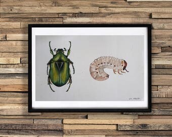 Insect drawing | Etsy