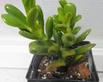 Et fingers plant | Etsy