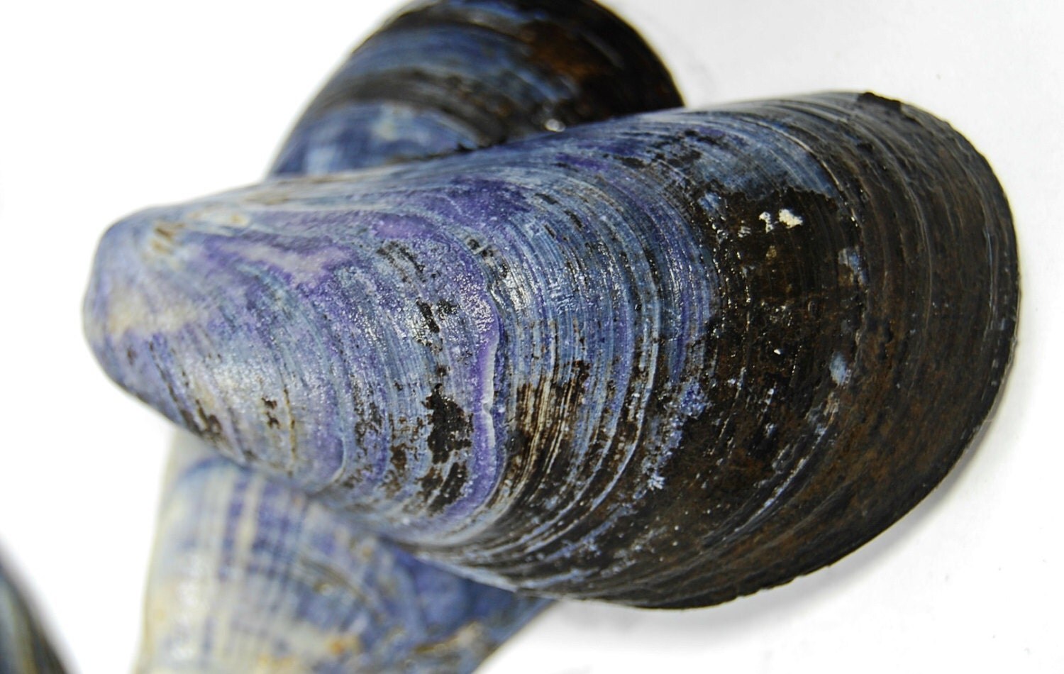 Blue mussel shells,10 big shells, real blue mussel shells for craft ...