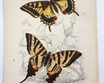 Butterfly lithograph | Etsy